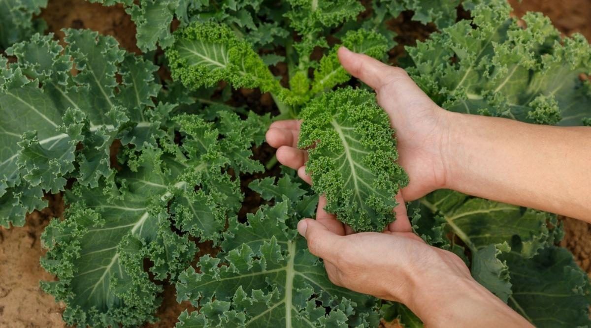Beneficios del Kale - Estación Vegana